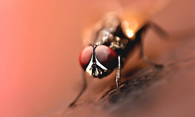 Das Wildfly Maven Plugin - Wie man wilde Fliegen in den Build-Prozess ... Das Wildfly Maven Plugin - Wie man wilde Fliegen in den Build-Prozess ...